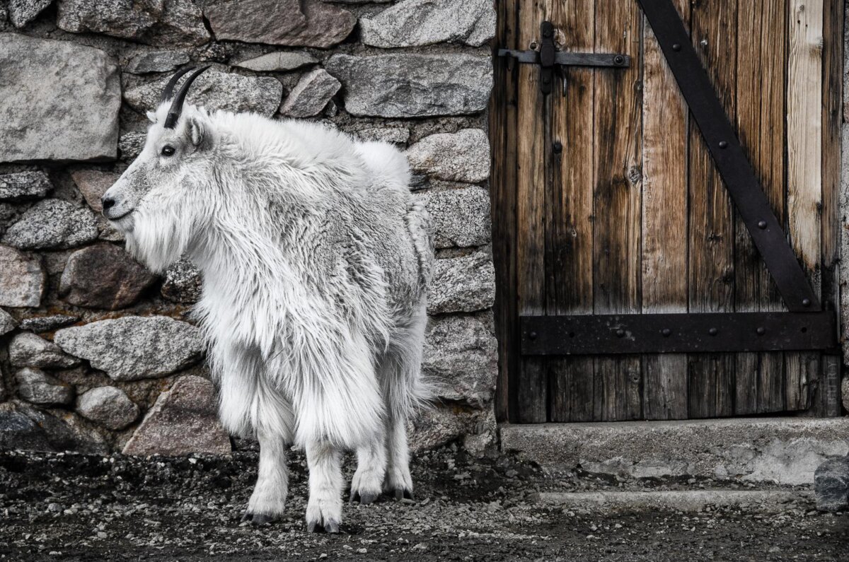 Mountain Goats of Colorado - Wildlife Photography Tour