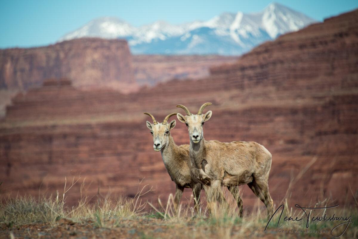 Potash Road - One road with so many adventures. Best in Moab